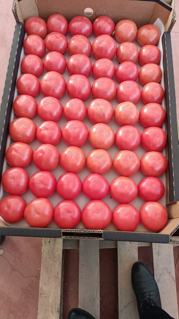 Seracılık Isaev Greenhouse, Almatı eyaleti, foto