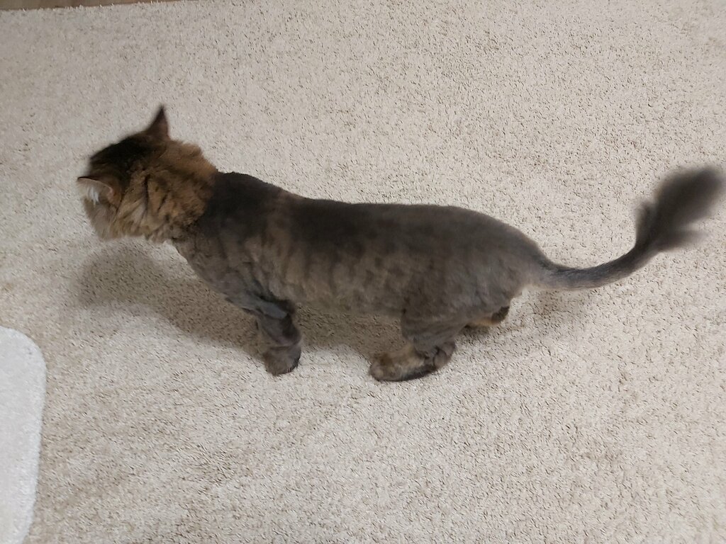 Evcil hayvan kuaförleri MyiloRD, Krasnodar, foto