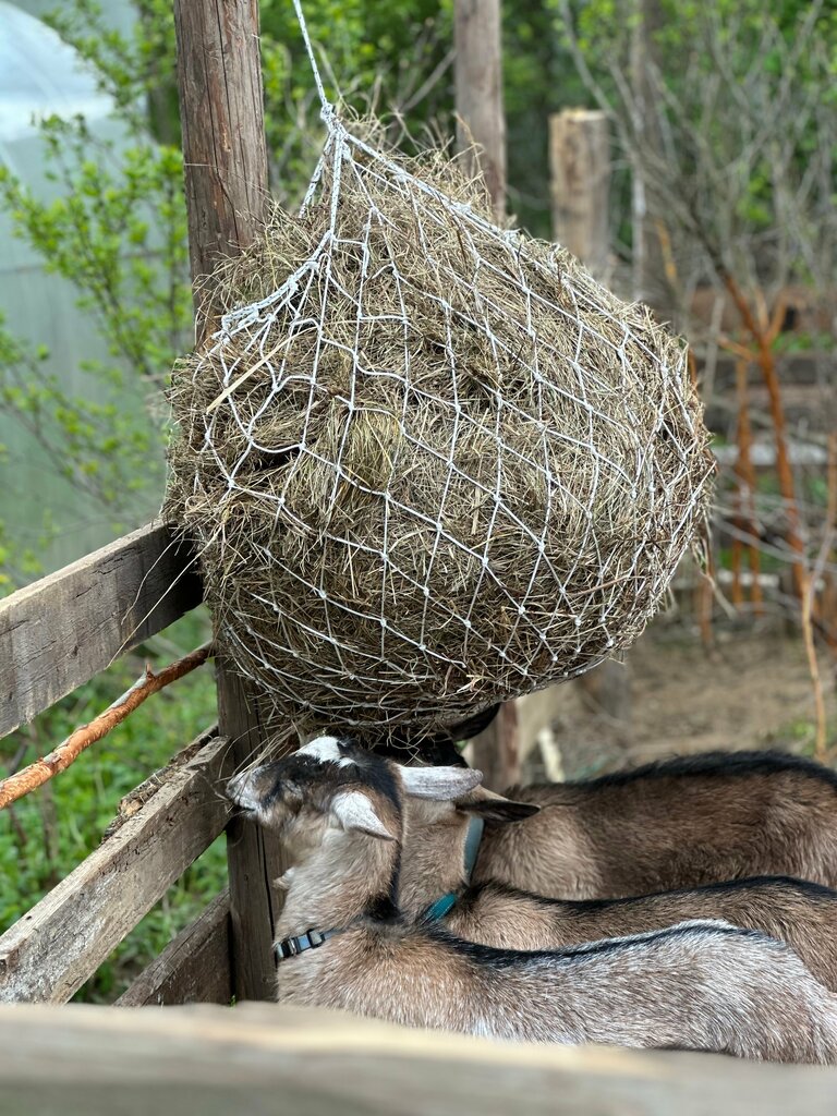 Toptan süt ürünleri Goats Milk, Saint‑Petersburg ve Leningradskaya oblastı, foto