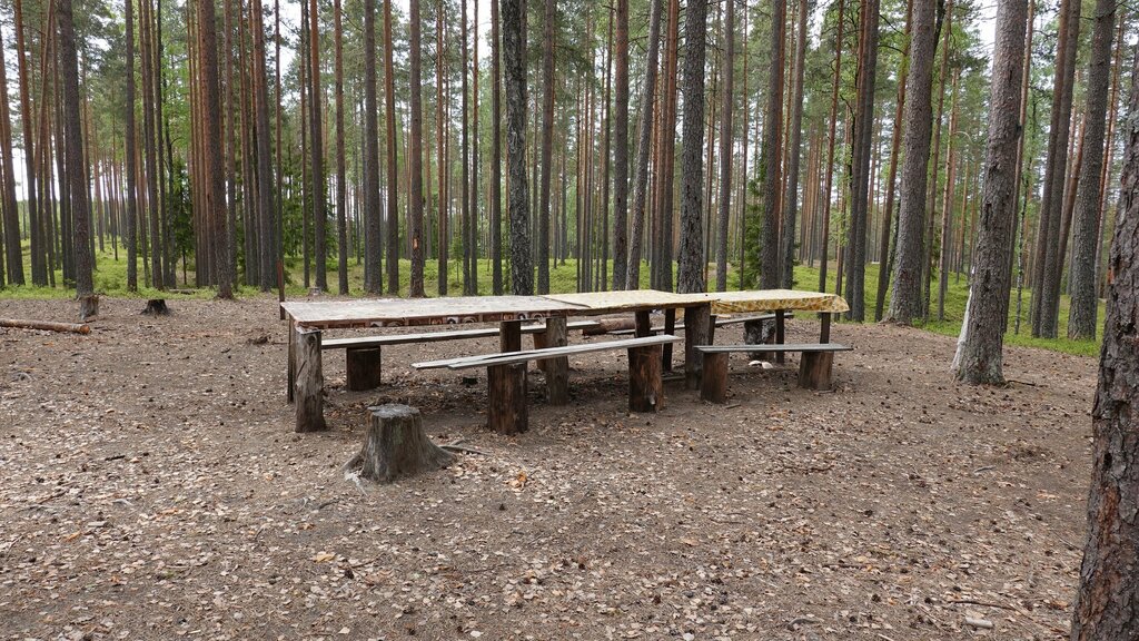 Piknik alanı Place for picnic, Saint‑Petersburg ve Leningradskaya oblastı, foto