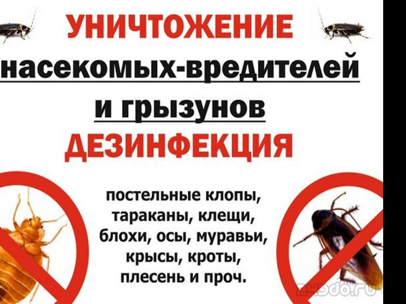 Haşere ilaçlama firmaları Dezinfektsionny tsentr Veil, Barnaul, foto