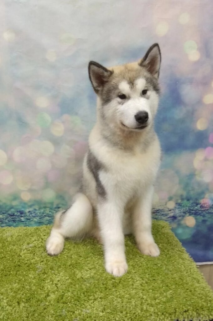 Evcil hayvan kuaförleri Плюшик, Arhangelsk, foto