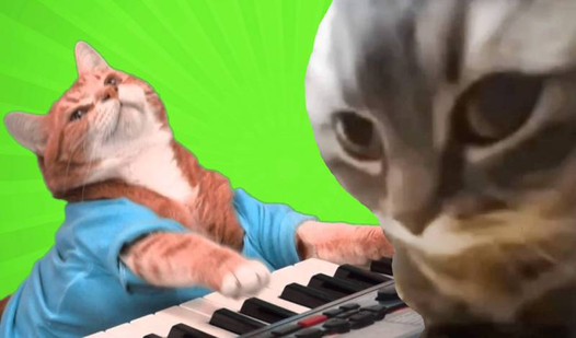 Chipi Chipi Cat | Play your way (by Chariot Games): Play Online For ...