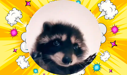 Pedro The Raccoon - xidmətdə pulsuz onlayn oyna Yandex Games