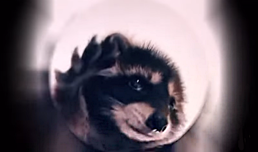 Dancing Raccoon Pedro （由 Develop Studio Pro):网上免费玩 Playhop