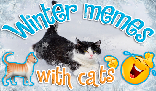 Winter memes with cats (by JabTeam): Play Online For Free On Playhop