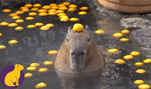 Capybara Drop （由 justNIK games)-网上免费玩 Yandex Games