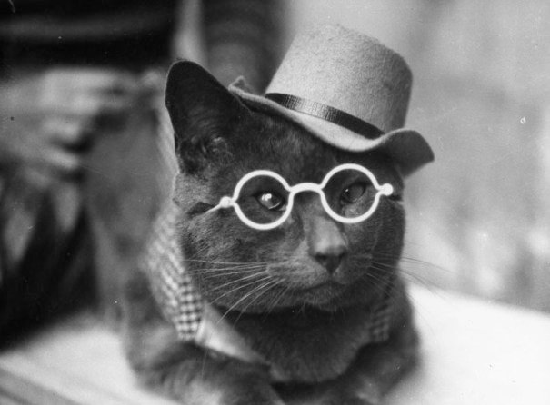 Эволюция кинообраза — Котики на экране: sell_off — LiveJournal