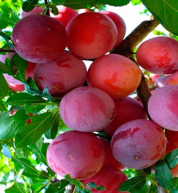 Слива Комета Описание Фото Отзывы – Telegraph