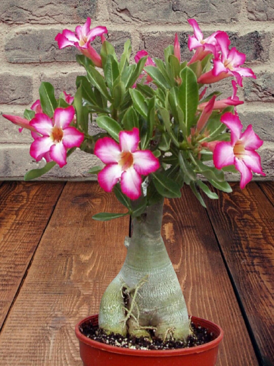 Адениум Size Pink, Розовый размер, семена