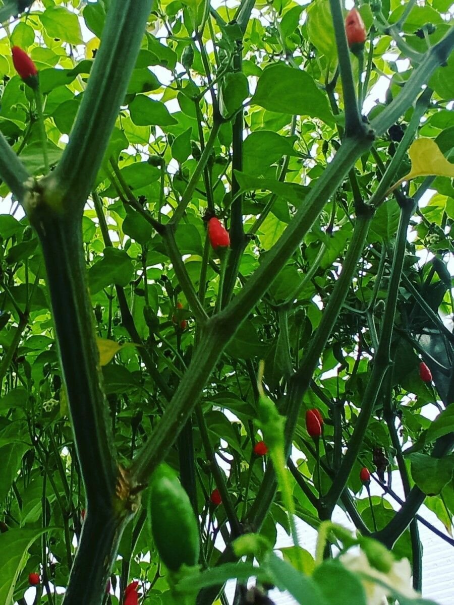 Острый перец Mini mini from brazil семена 5 штук