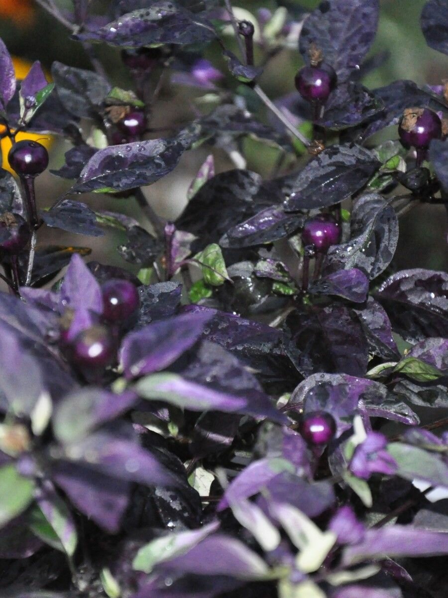 Семена Острый перец Purple flash, 5 штук