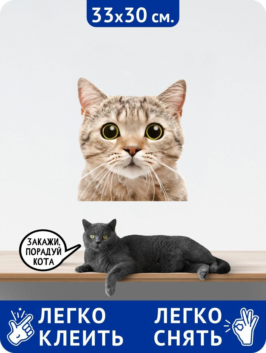 Наклейки на стену для декора - Милые животные, котик