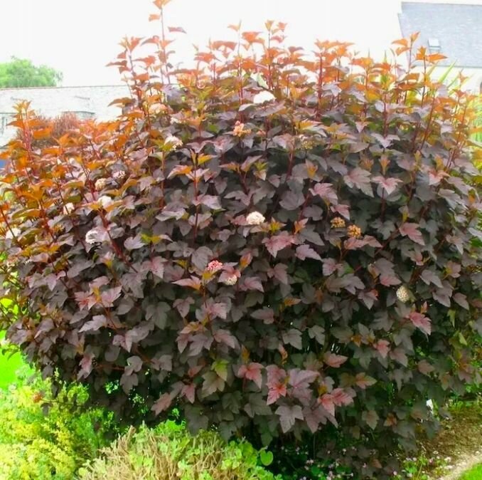 Пузыреплодник калинолистный Diable d'Or