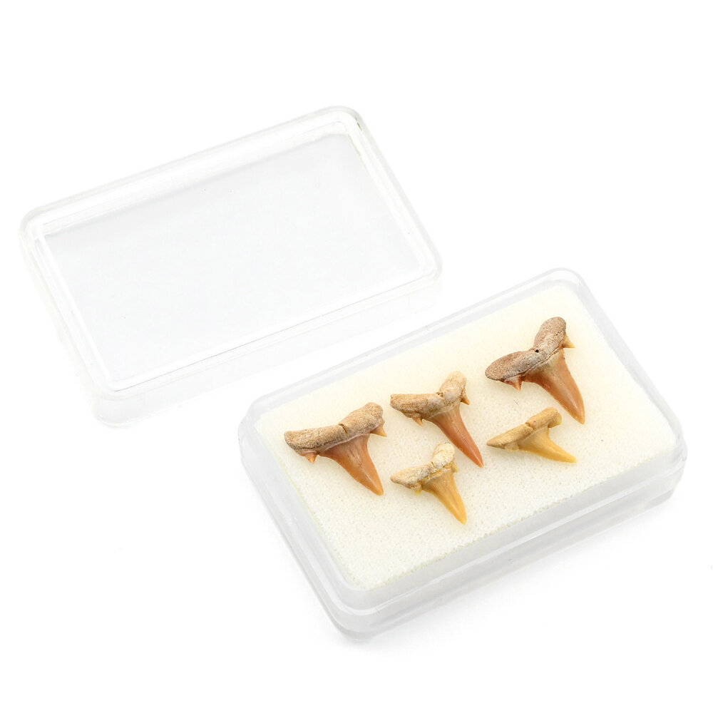 Зубы акулы "Carcharias" 5шт. в блистерной упаковке .