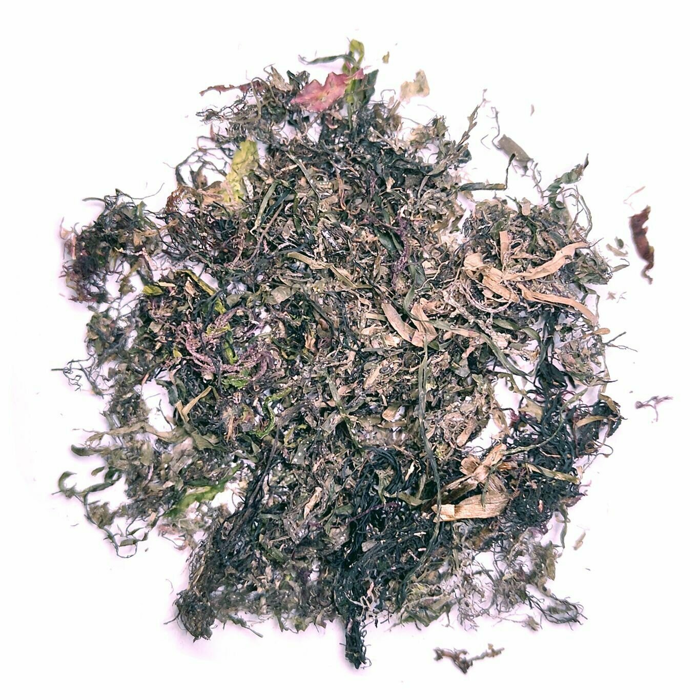 Цистозейра (Цистозира) бородатая, чай листовой