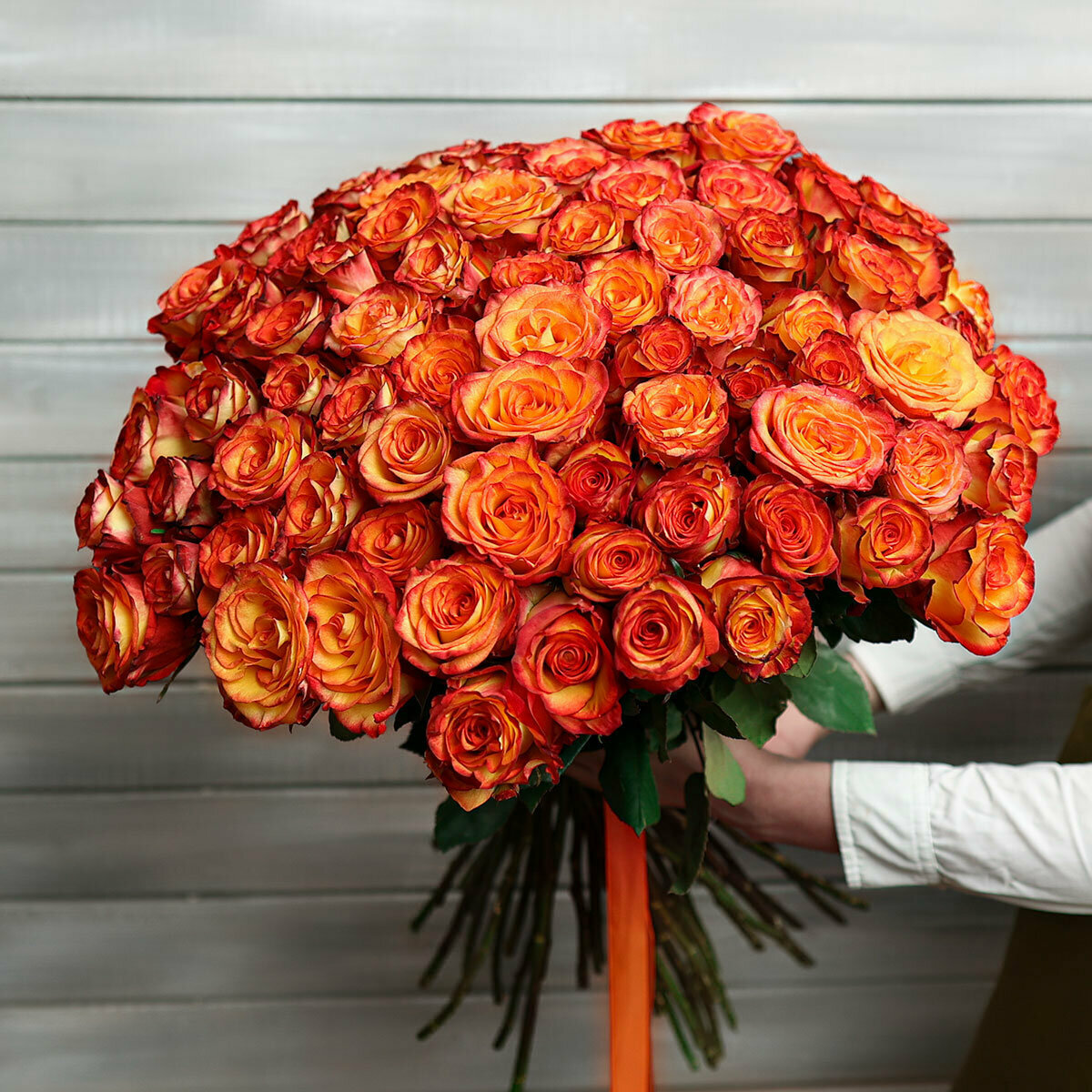 101 оранжевая роза с лентой Эквадор 50 см