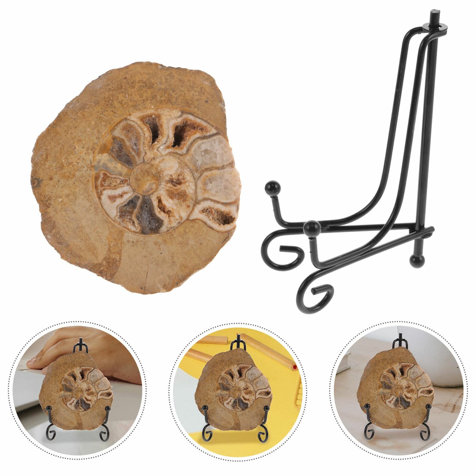 Аммонит В Натуральной Форме С Различными Цветовыми Оттенками Размер 10.00X8.00X6.00Cm