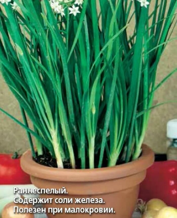 Коллекционные семена лука слизун Лидер