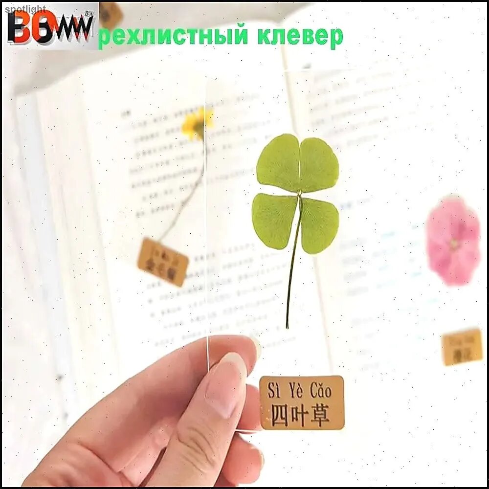 Настоящий четырехлистный клевер, амулет, приносит удачу, отгоняет невезение и сохраняет его сухим и постоянным.