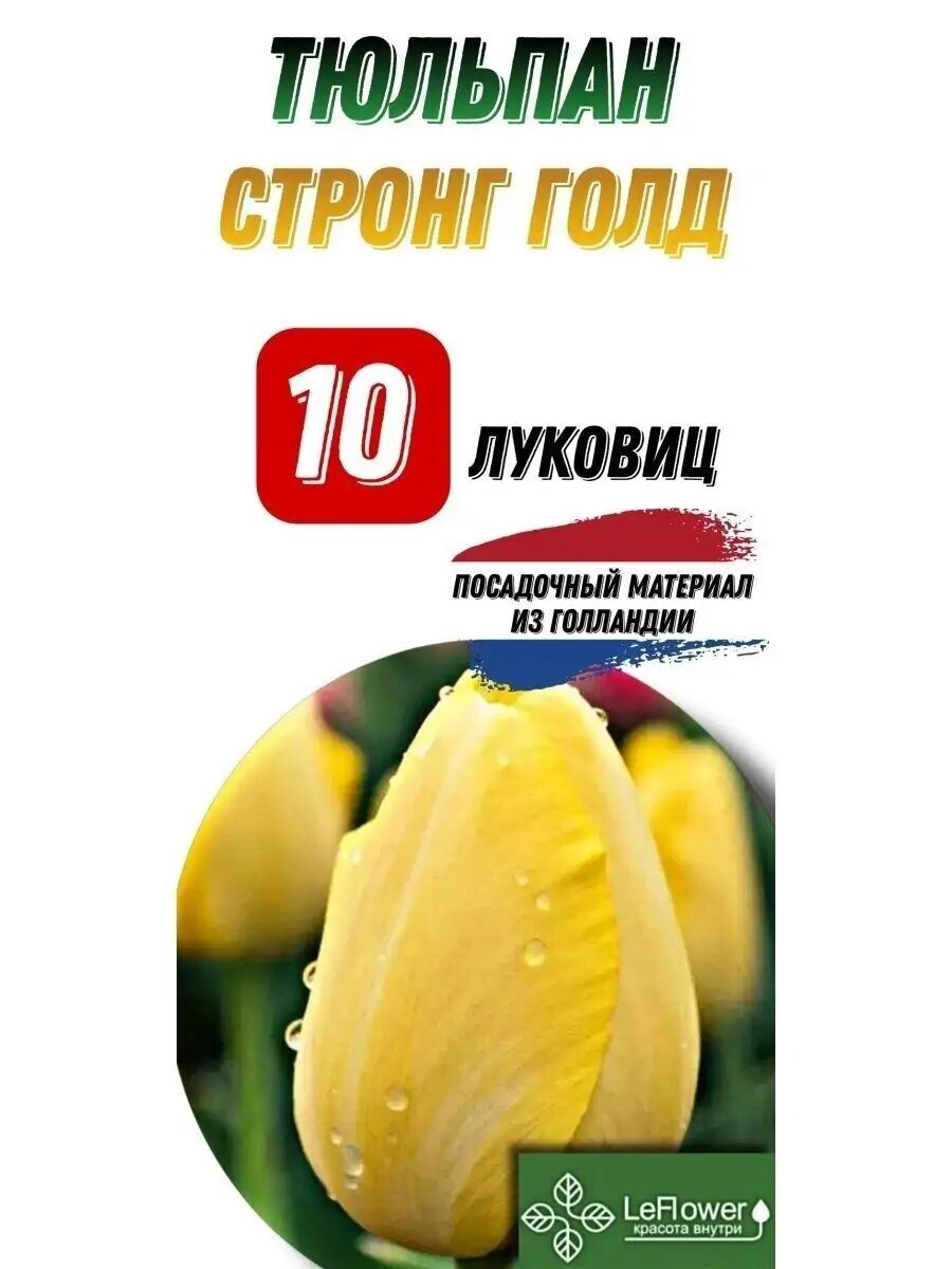 Тюльпан Луковица, Стронг Голд, 10шт