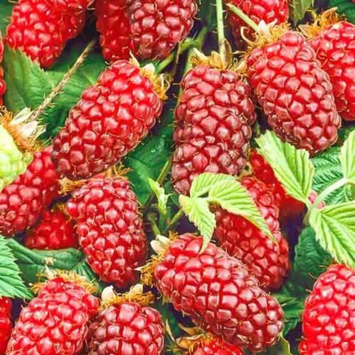 Ежемалина Медана Тайберри / 1 шт, морозостойкий, самоплодный сорт