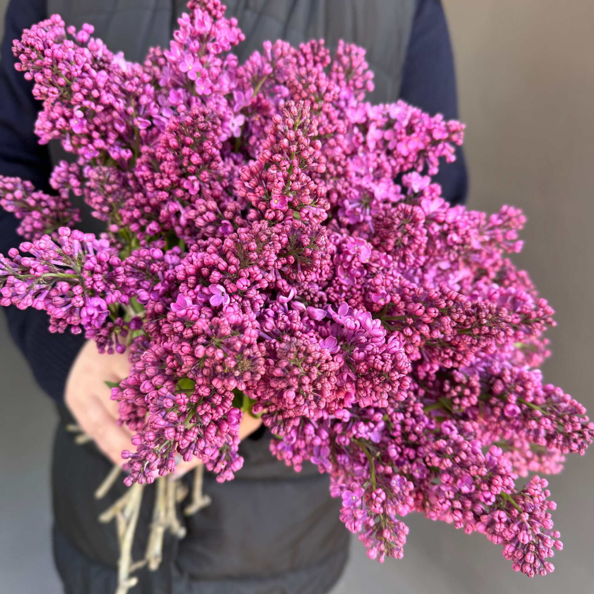 Сирень 15 шт местная d=25 см, h=40 см код. 13014 дос - Простороза. ру