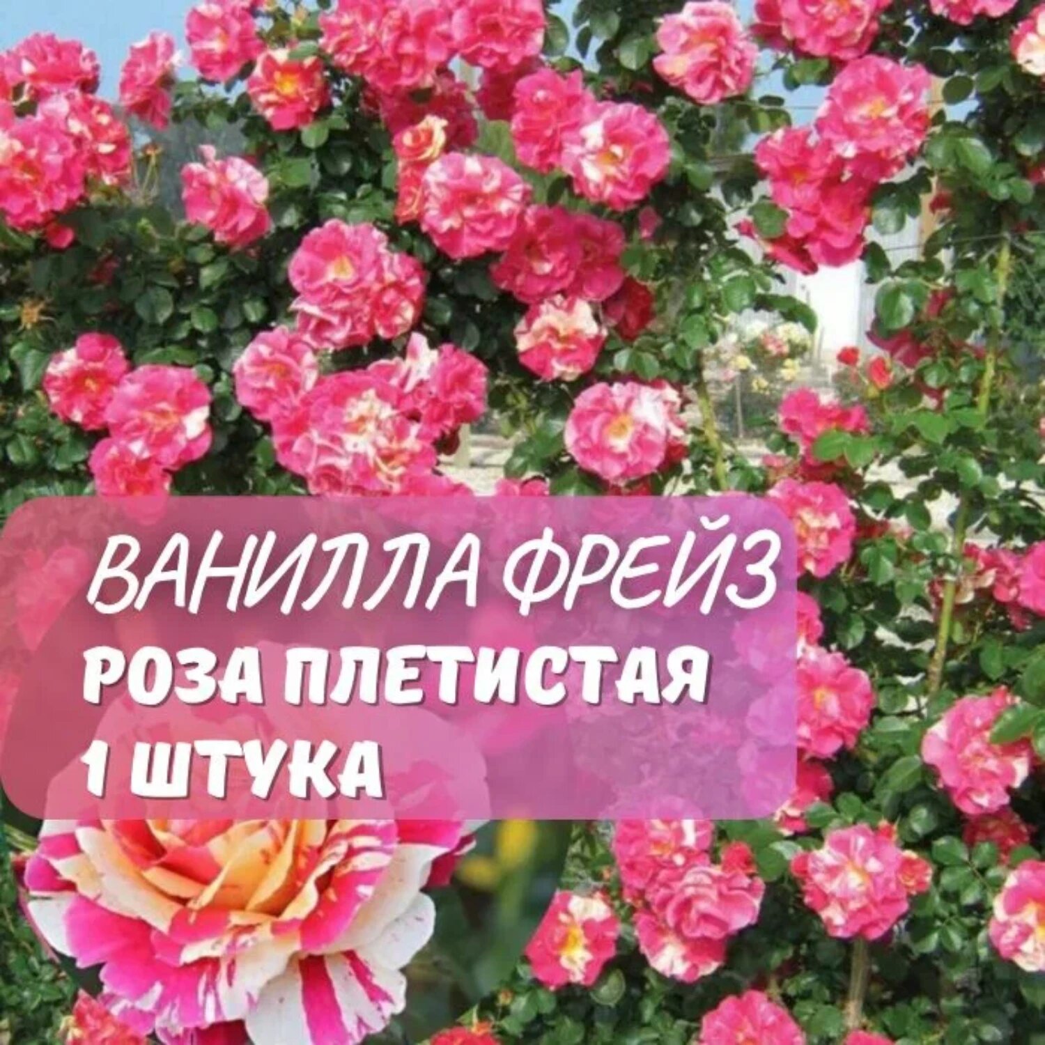Роза плетистая Ванилла Фрейз 1 саженец, ЗКС, 30-50см, многолетник, 500 г