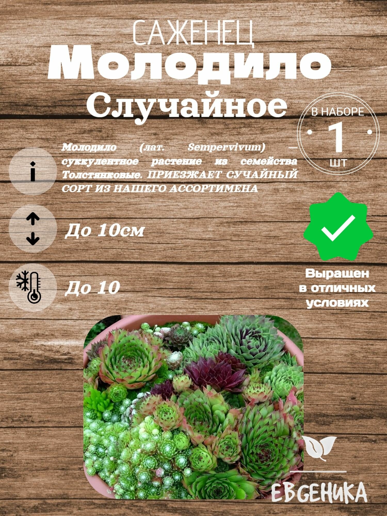 Молодило случайное