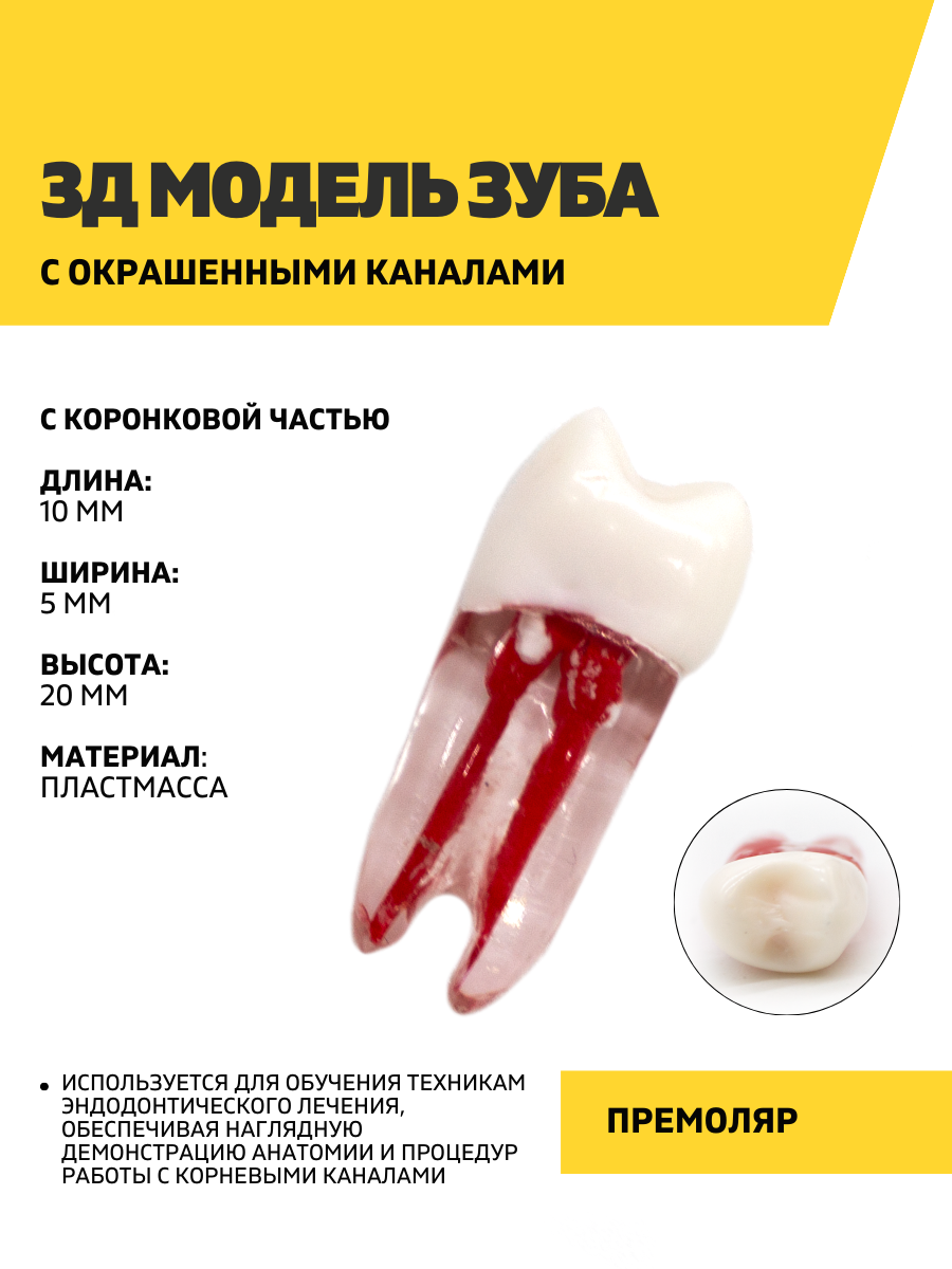 Премоляр 3д модель с окрашенными каналами, с коронковой частью