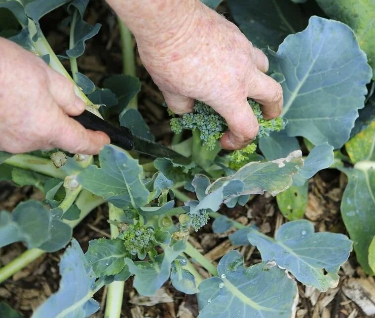 Коллекционные семена капусты брокколи Брокколетти