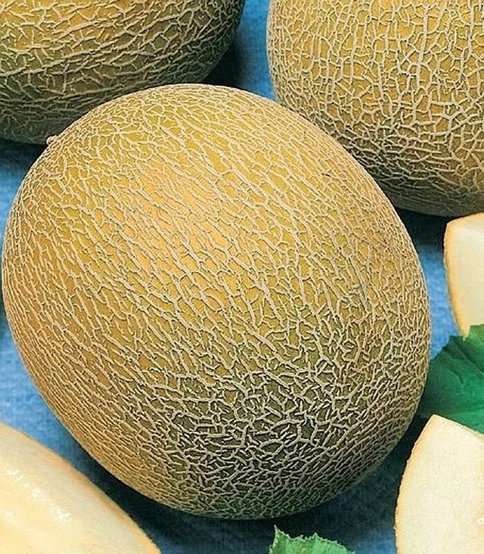 Коллекционные семена дыни Сладкое чудо
