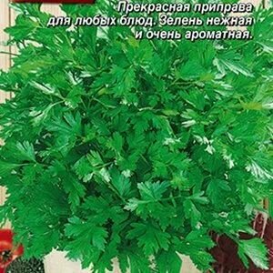 Коллекционные семена петрушки листовая Частушка