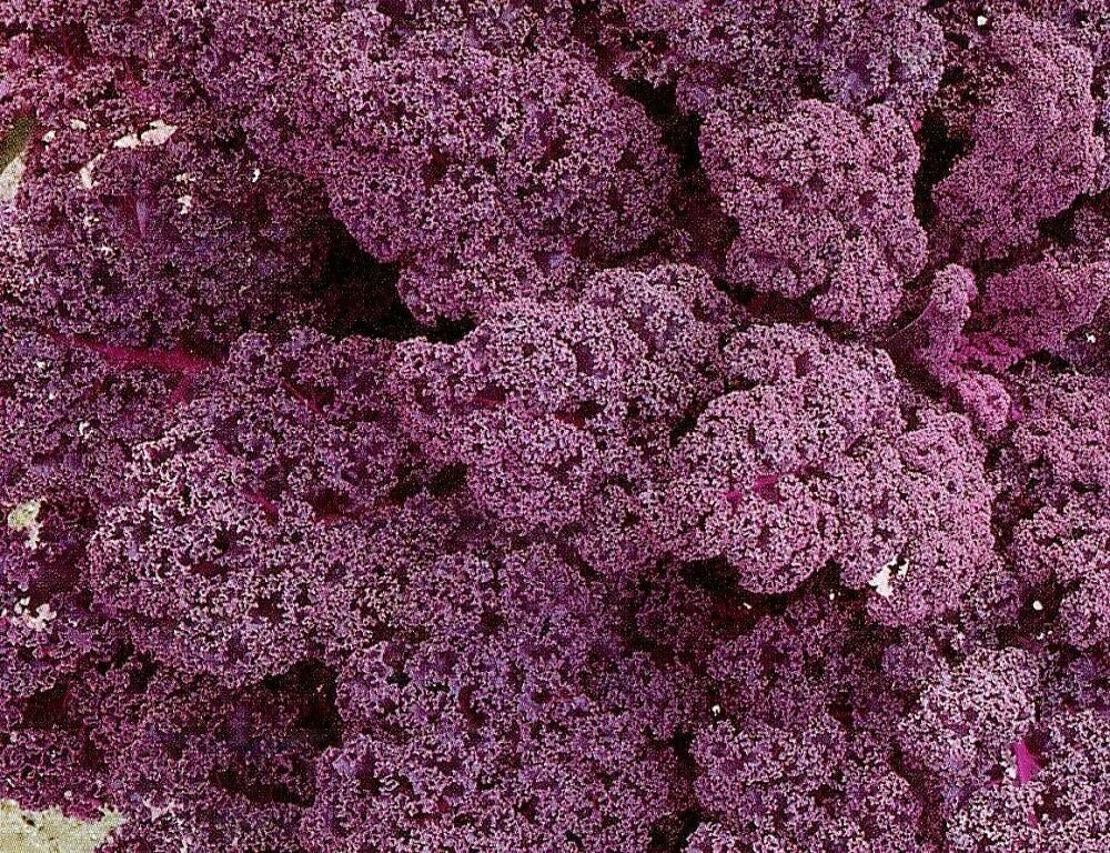 Коллекционные семена капусты листовая кудрявая Скарлет