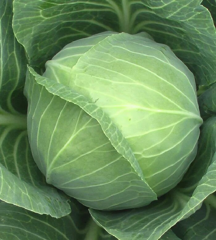 Коллекционные семена капусты б/к Лежебока