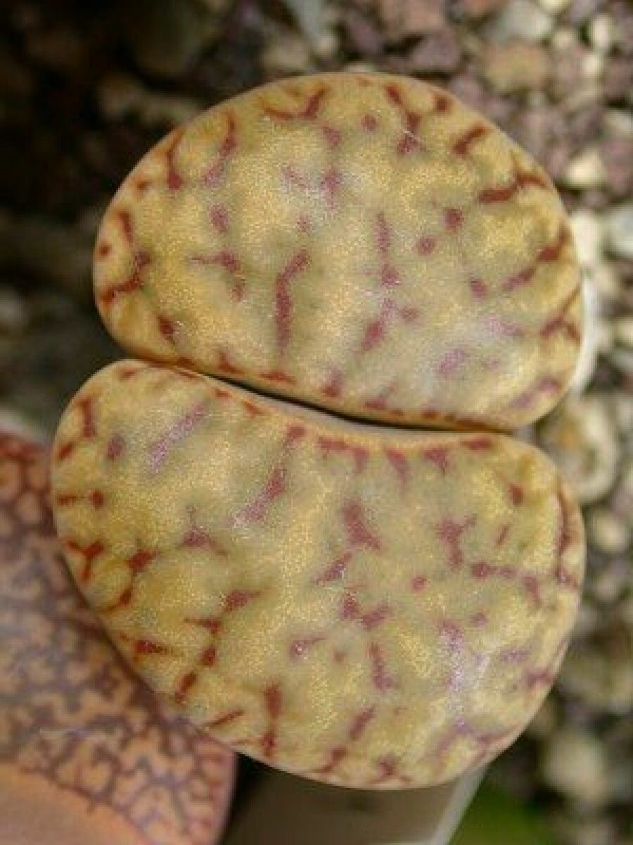 Литопс Bromfieldii C041 семена 10 штук