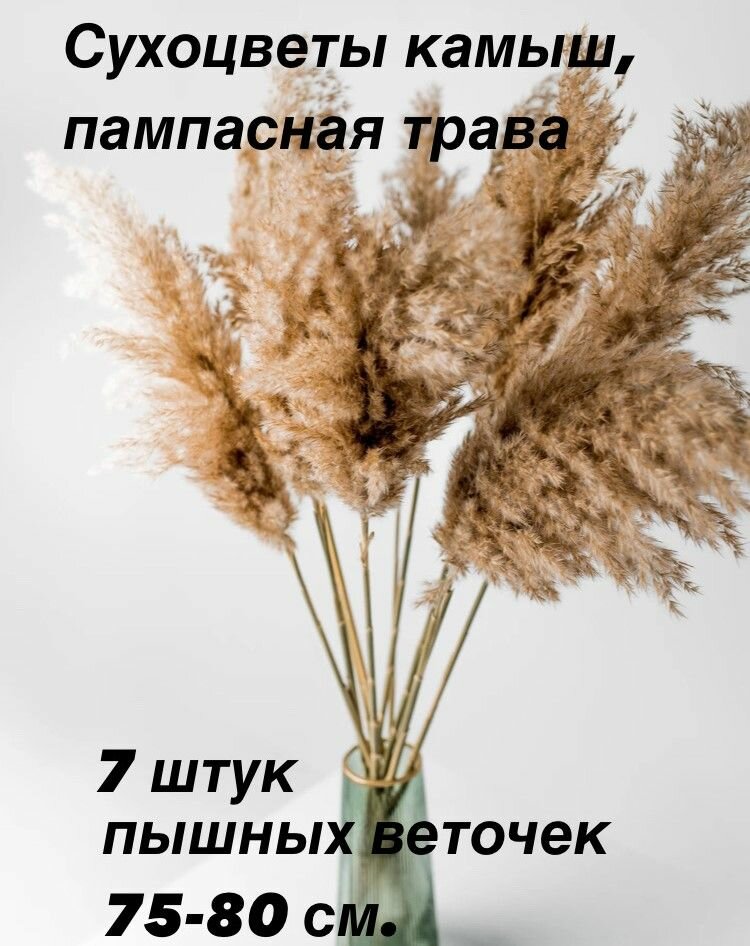 Сухоцветы для декора 7 шт. пампасная трава, камыш натуральный 80 см.