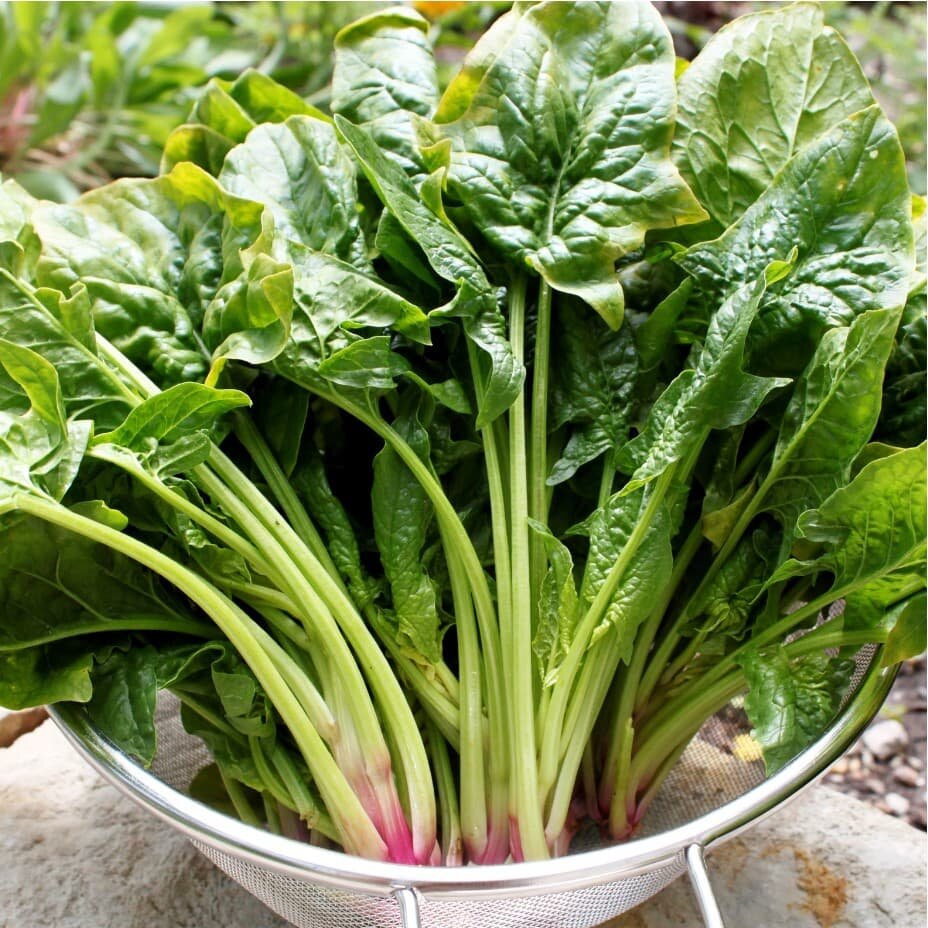 Шпинат Стоик (3 гр.), Гавриш, Россия