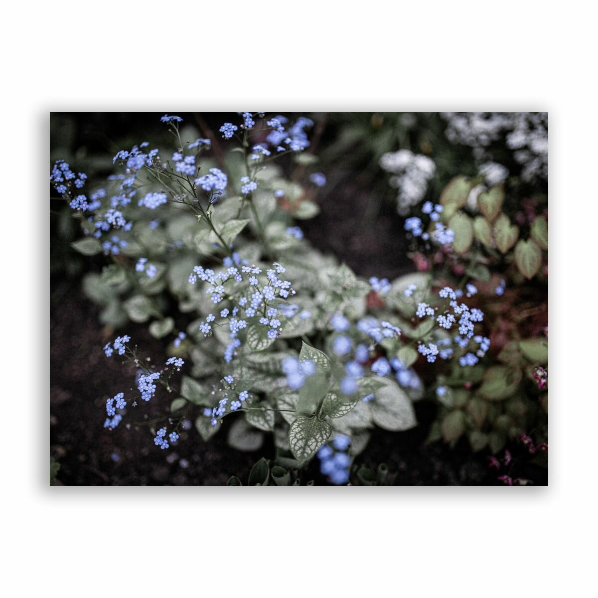 Постер цветы на бумаге / Незабудка / Размер 40 x 53 см