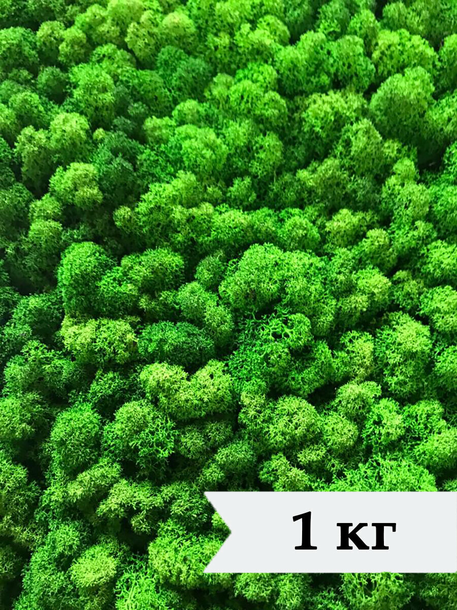 Стабилизированный мох ягель 1 кг цвет салатовый/природный живой лесной декоративный мох ягель для творчества и поделок своими руками, поделок из природного материала, флористики, декора, дизайна и озеленения интерьеров