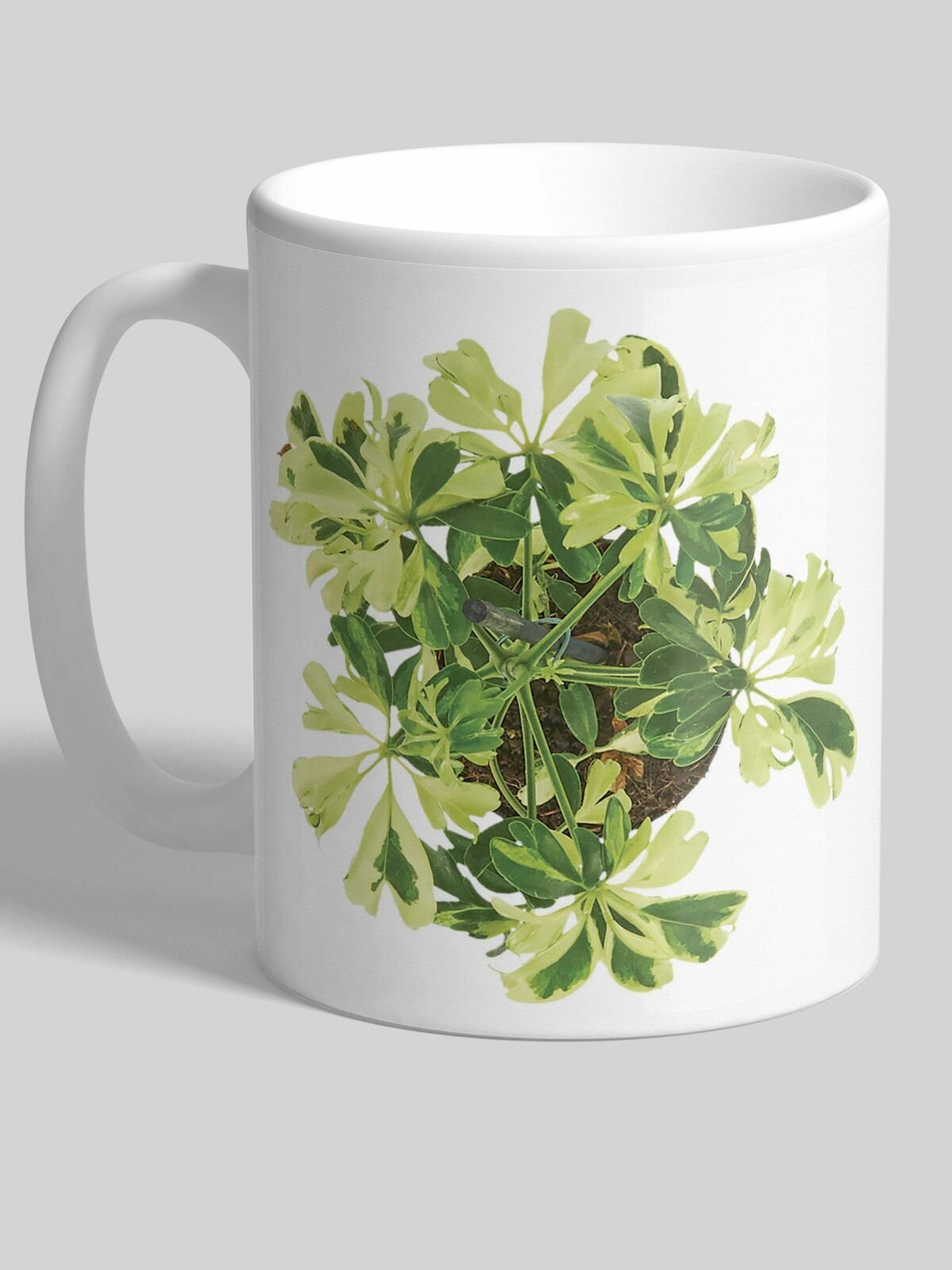 Кружка cooperative.moscow " Шеффлера цветок " (кружка с Шеффлерой , Шеффлера , кружка с цветком, кружка Шеффлера , кружка с цветком , подарок с любовью, кружка с цветами, цветы, цветок, цветы Шеффлеры, Шеффлеры) , 330 мл, 1 шт