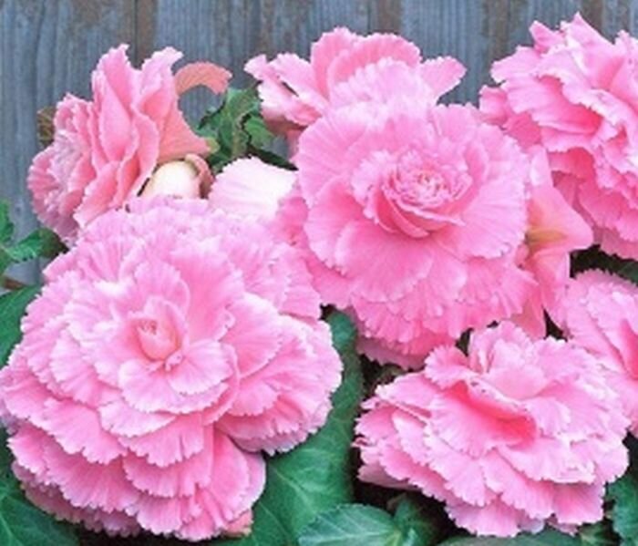 Бегония Америгибрид Пикоти F1 розовое кружево