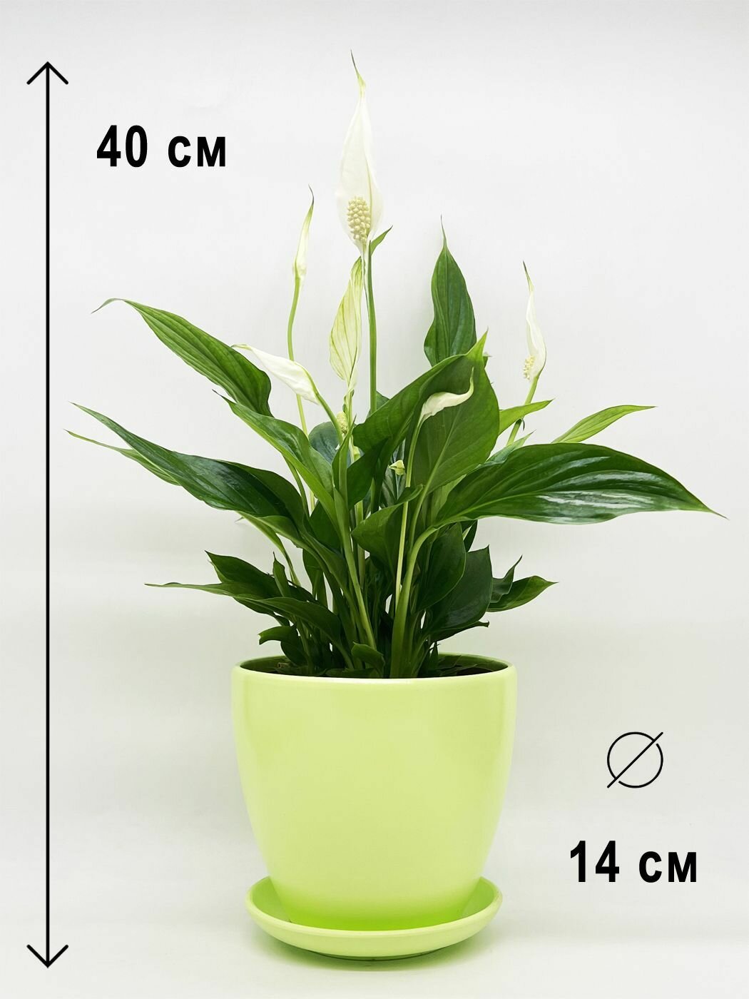 Спатифиллум в керамическом салатовом горшке с поддоном, высота композиции 35-40см