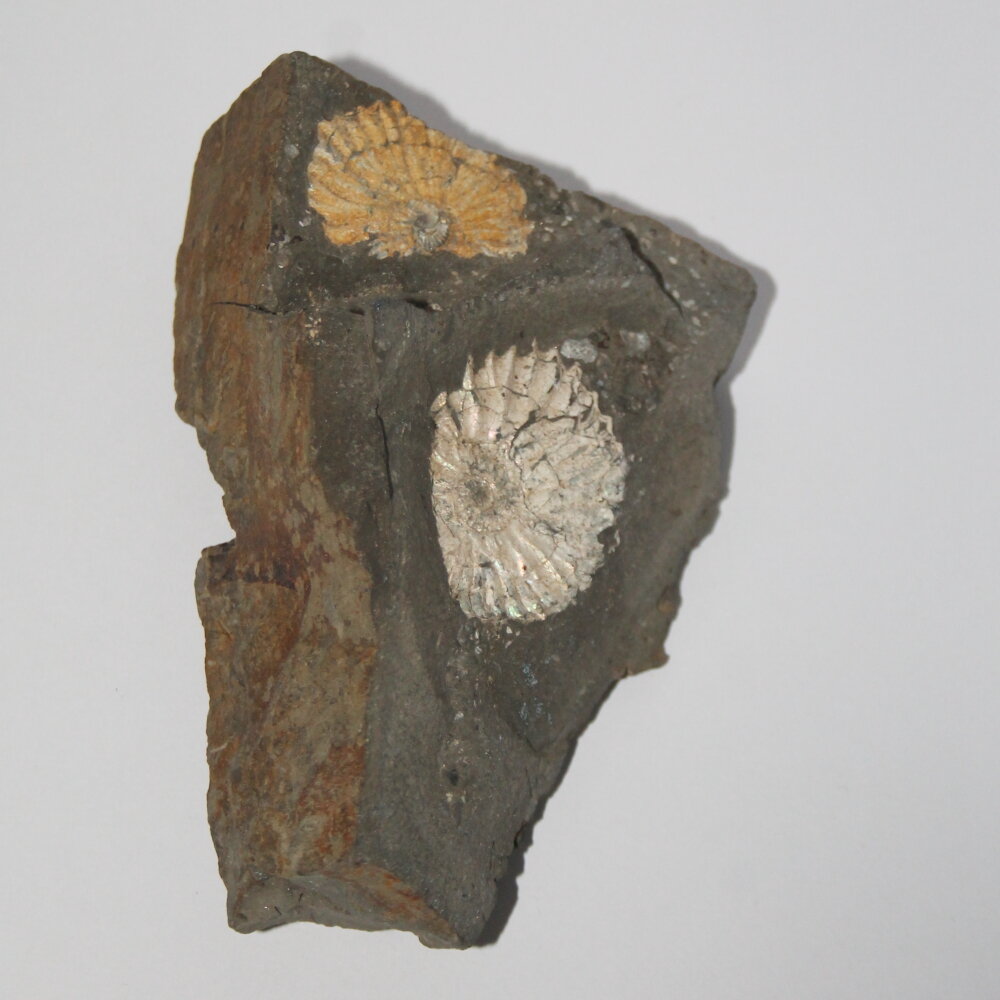 Отпечатки аммонита в аргиллите, коллекционный минерал "True Stones"