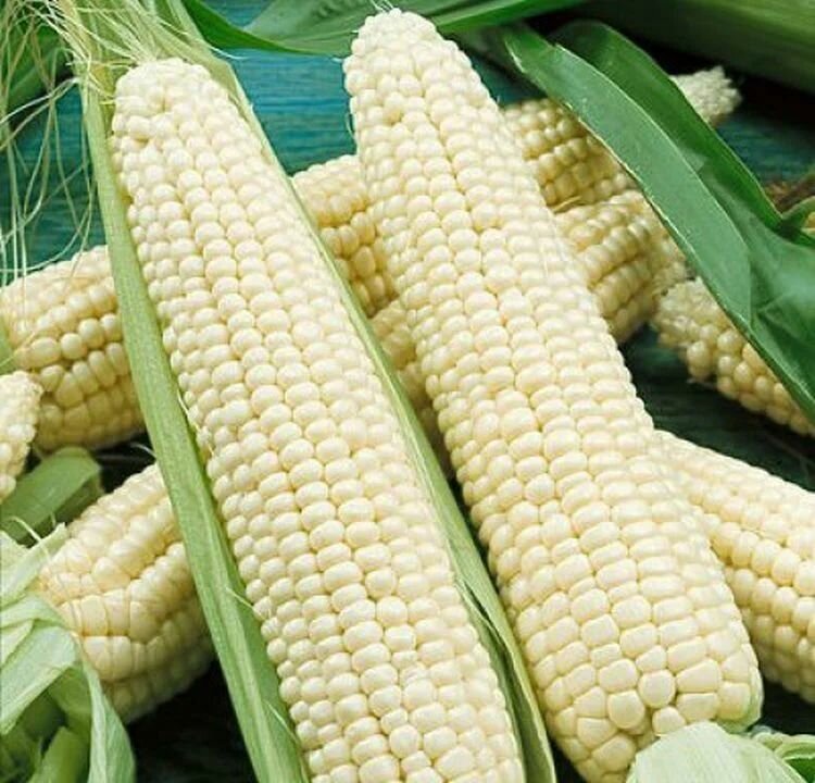 Семена Кукурузы "Белоснежка", 10 шт. семян