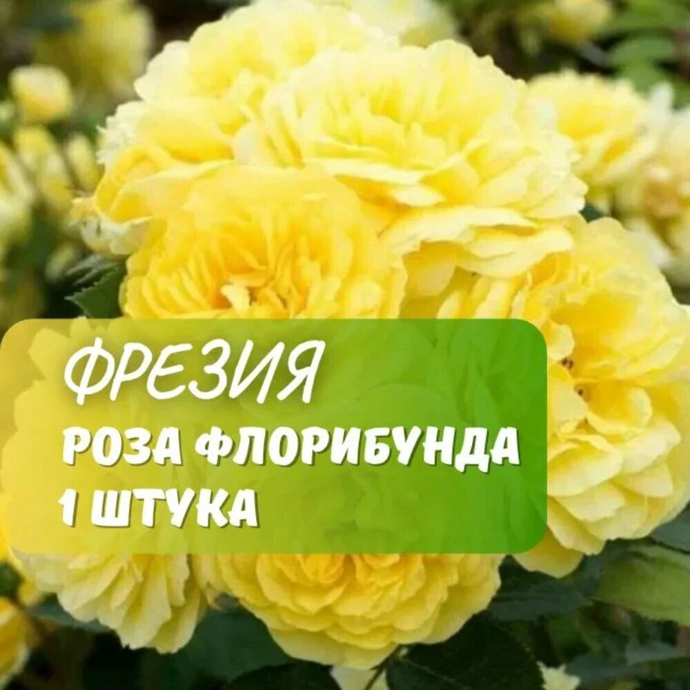 Роза флорибунда Фрезия (Friesia) / 1 шт, розы, морозостойкие, ароматные