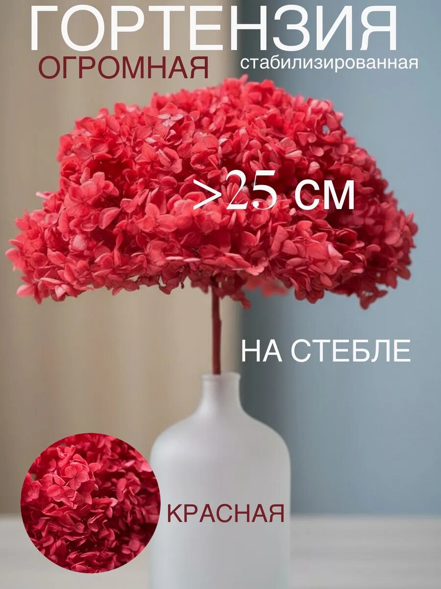 Гортензия стабилизированная сухоцветы для декора растения на стебле