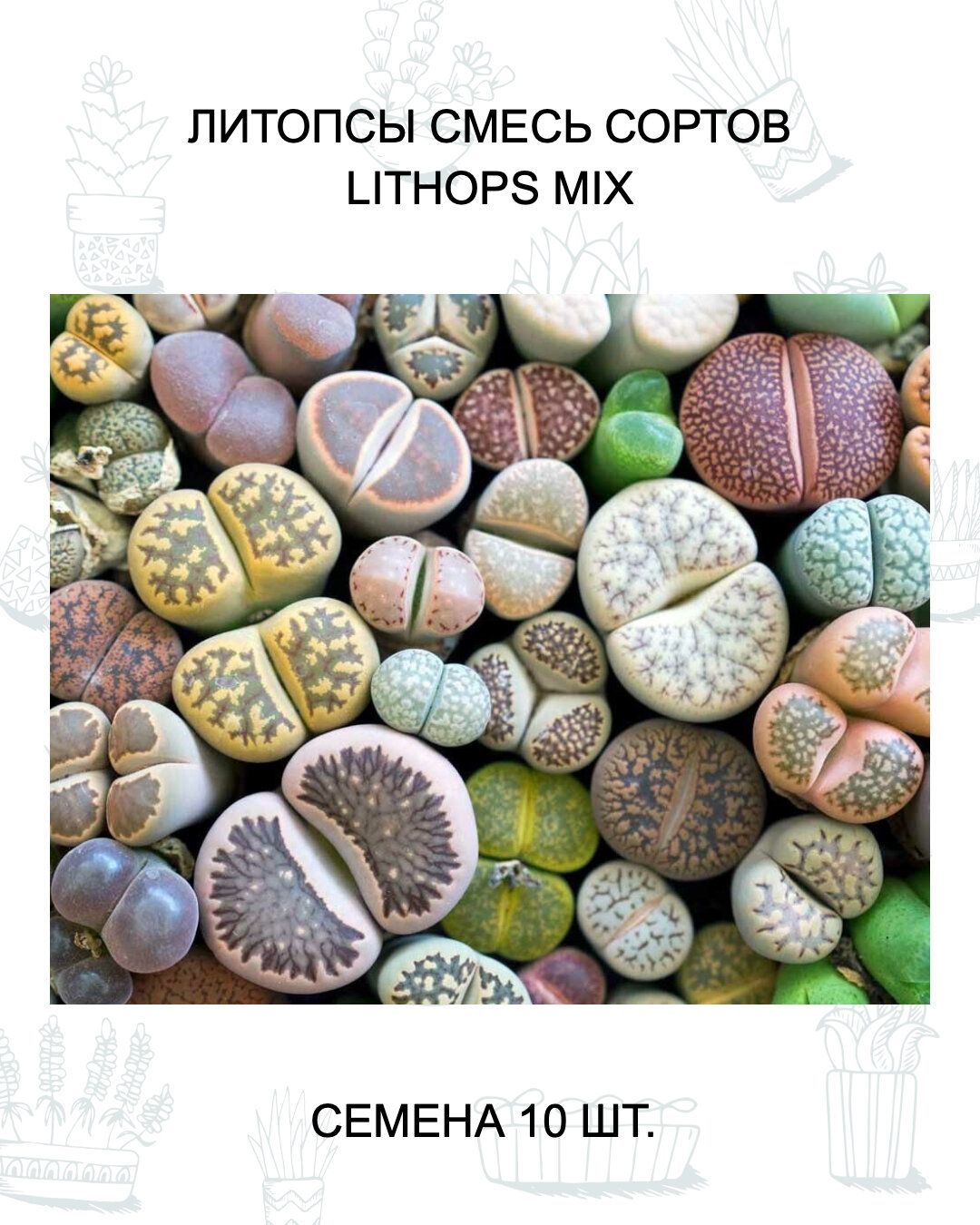 Литопсы MIX / Живые Камни Семена 10 шт. с инструкцией по посеву и уходу