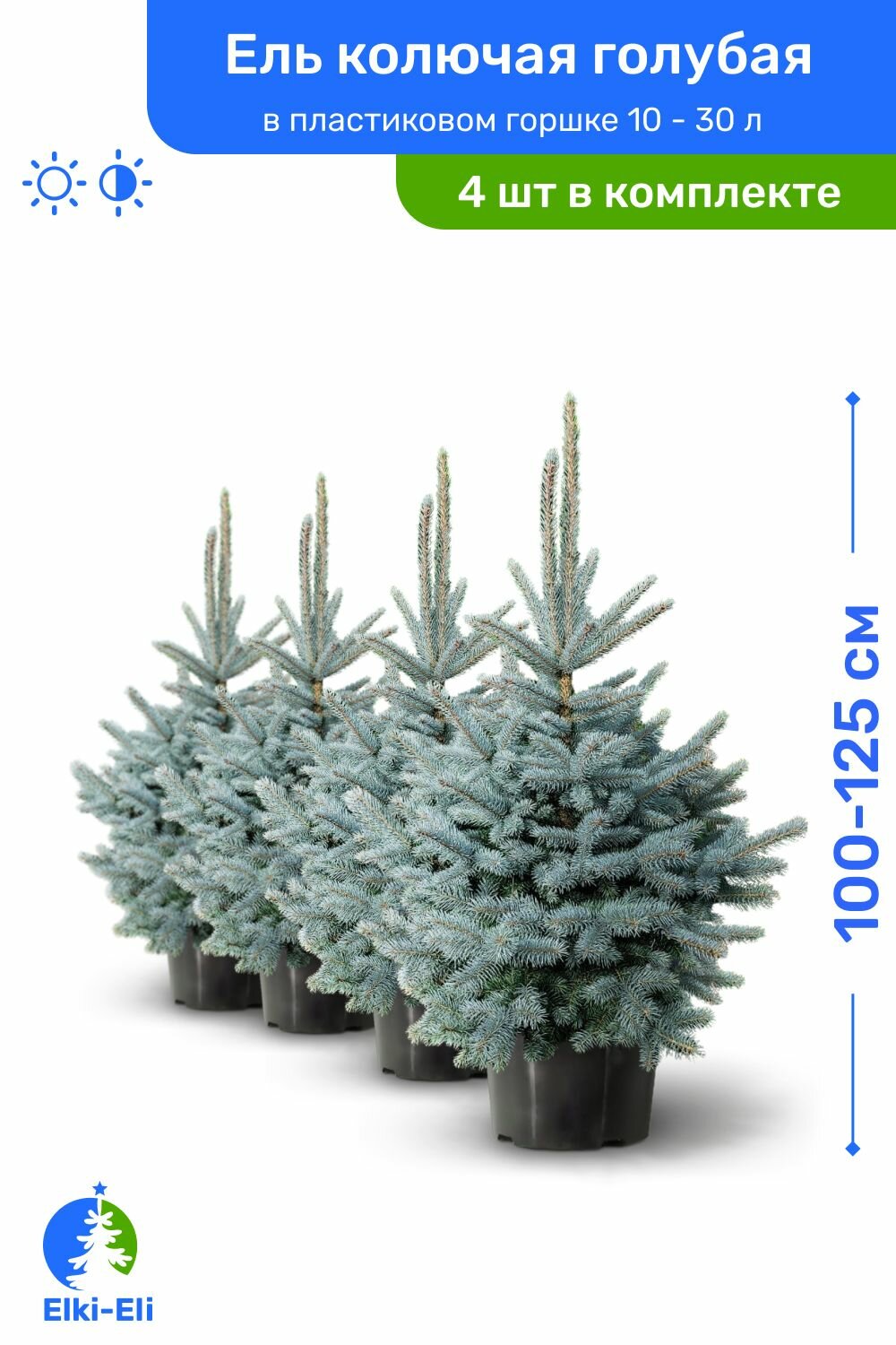 Ель колючая голубая 100-125 см в пластиковом горшке 12,5-35 л, саженец, хвойное живое растение, комплект из 4 шт