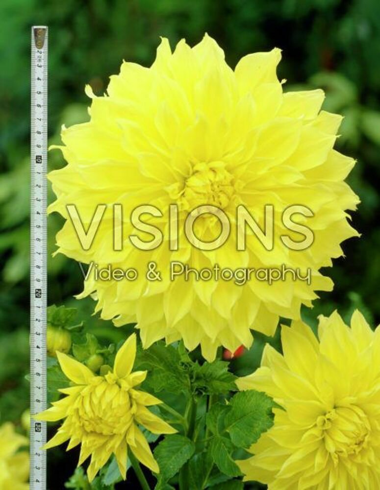 Георгина декоративная Кельвин Флудлайт 100 мм